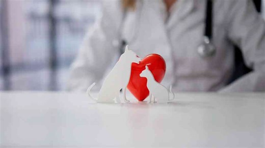 Don’t Make These 8 Common Mistakes When Choosing Dog Insurance