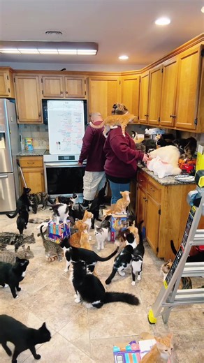 Cat Rescue: Providing Homes for Feral and Stray Cats