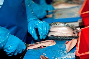Impact of Covid-19 on UK Seafood Processors | Seafood | Fish Focus