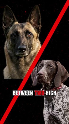 Belgian Malinois vs German Shorthaired Pointer: Understanding Their Jobs