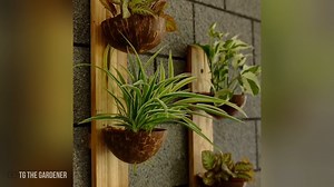 Turn Your Garden Green with Coconut Shell Planters! 🌱🥥 Discover the Eco-Friendly Way to Showcase Your Plants | Houseplants Journal
