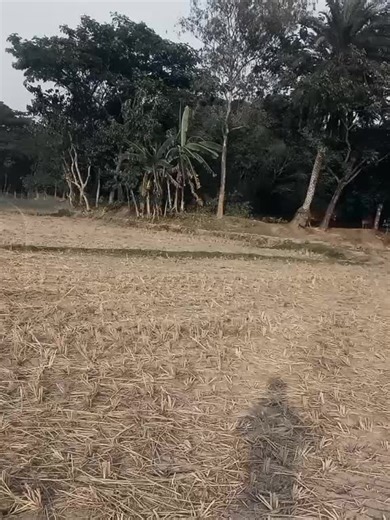 নেত্রকোনার ছেলে 🇧🇩 (@proticksonar5)’s videos with original sound - প্যারাসিটামল