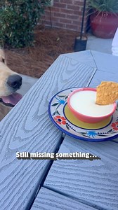 You gotta pay the cheese tax!!🐶🧀😋 #NationalCheeseDay #Dog #CheeseTax #Funny #Cheese | Try Not to Laugh