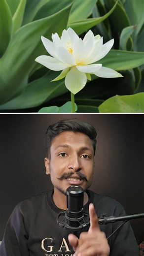 Why Does a Lotus Stay Clean Even in Mud? #lotus #science #educational