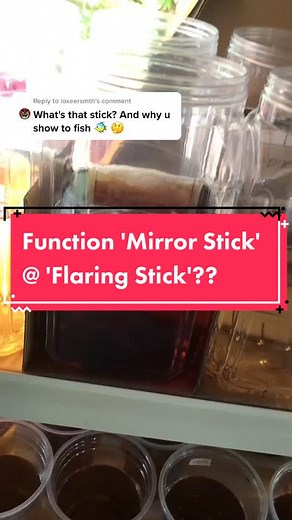 How to Train Your Betta Fish to Fight | Ikan Laga Malaysia