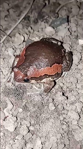 frog 😂#Frogs #Animals #Nature #Wildlife #FrogVideo #CuteAnimals
