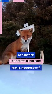 462K views · 11K reactions | 歷 Si vous avez vu ces drôles de scènes pendant le confinement, découvrez à présent ce que les chercheurs ont appris des effets du silence sur la biodiversité !  « Quand l’homme n’est pas là, les animaux dansent ! », un documentaire à voir sur TV5MONDE+ #biodiversité #cop30 #pollutionsonore #animaux #tv5monde #tv5mondeplus | TV5MONDE | Facebook