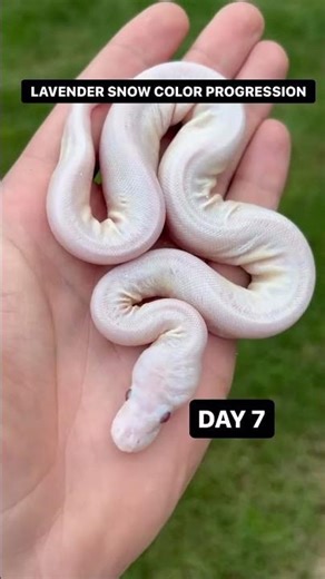 Lavender Snow Ball Python Color Transformation