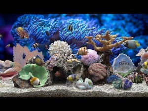 Aquatic Life: Coral Waters (4K UHD60) Slideshow Background Digital Fish Aquarium