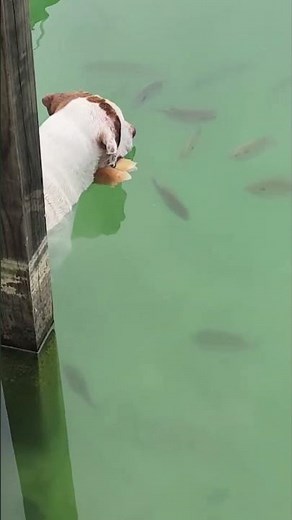 WATCH Clever Dog's Amazing Catch and Release #shorts