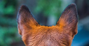 Tell-tail signs of dual dog domestication