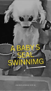 Baby seals, or pups, begin their aquatic education early in life. For instance, harbor seal pups are capable of swimming almost immediately after birth and can hold their breath for up to two minutes by the time they're two days old. Weddell seal pups, born in the frigid Antarctic environment, start venturing into the icy waters around two weeks of age, often accompanied by their mothers who teach them essential survival skills like finding breathing holes in the ice. This early introduction to 
