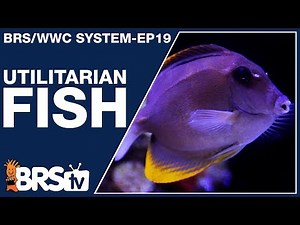 Ep19: Reef tank fish with a purpose! - The BRS/WWC System