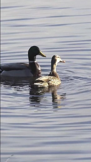Duck Communication 101: The Head Bob #shorts #wildlife