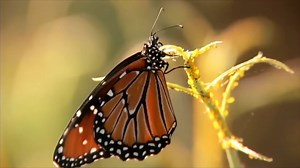 48 reactions | Monarch butterflies are disappearing, but scientists...
