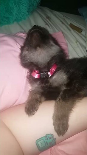 Adorable howling wolfdog puppy sings his heart out