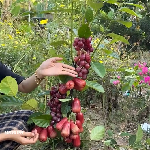Growing Fast and Successfully Using Java Apple Fruit with Grape fruit | Tree Gardens