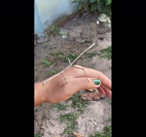 Dancing Stick Bug