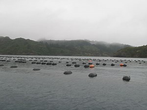 Testing how pea crabs affect mussel farming