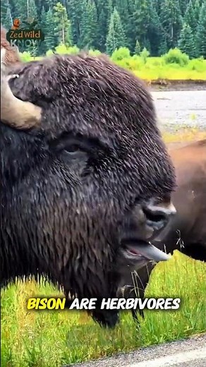 The American Bison – Largest Land Animal in North America Short Documentary