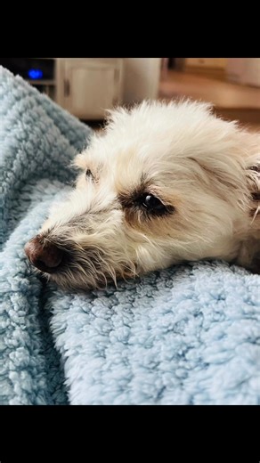 Gotcha day for our best friend - Princess Leia | The Short Order Cook