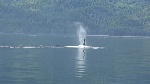 *Sound On* Beautiful footage of the Vocalisations of Northern Resident Orca A84 "Kloaitsis" fishing for Salmon on the Johnstone Strait. Orca vocalisations are the sounds that orcas, use to communicate and navigate in the ocean. Orcas make three primary types of vocalisations: clicks, whistles, and discrete calls. Clicks are used for echolocation, which helps orcas find their prey and avoid obstacles. Whistles are used for social communication, such as coordinating hunting strategies or expressin