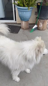 118 reactions · 13 comments |  caché al coco haciendo popó #fypシ゚viral | Dulce Lopez | Facebook