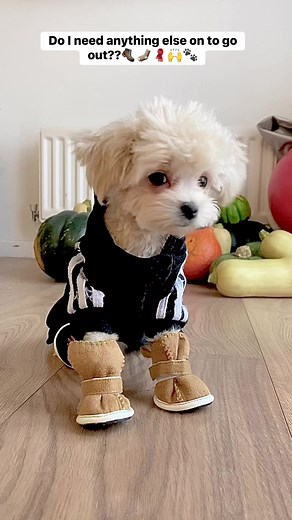 7K views · 376 reactions | Maltipoo puppy is getting dressed up for a walk罹泥量 #maltipoolove #cutepuppy #cutestpuppy #doglover #gettingreadyforwinter #maltipoopuppy #maltipoolove #maltipoolovers #puppyreels #dogreels #cutedogs | MLA Pets - My Little Angels | Facebook