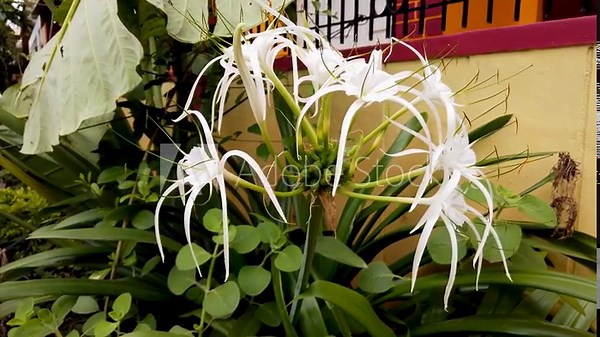 Mysuru, Karnataka, India-June 7 2024; A Close up view of beautiful bloomed 'Spider Lily or Flower Bulbs' in bright white color during monsoon season in India.