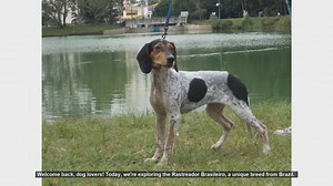 Rastreador Brasileiro: Pros and Cons of This Unique Brazilian Breed