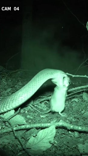 snake catching a mouse at night