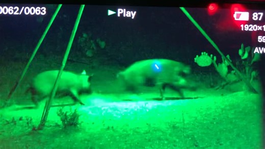 How much do you think this one weighs? #boarhunting #hoghunting #killlight #hoglights #nighthunting #heatwave #SummerNights #demonslayer #trophyboars #huntinglights | Elusive Wildlife Technologies, LP