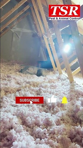 Best Ways to Remove Squirrels Humanely | One-Way Doors vs Live Traps