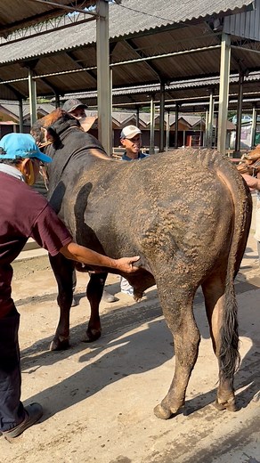 887K views · 4.6K reactions | Sapi #sapi #cow #bull | Revan Dolan Kandang | Facebook