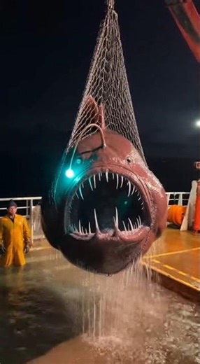 Ye machhli normal nahi hai… ye ANDHERE me glow karti hai!😨 Deep sea creatures #sea #creatures