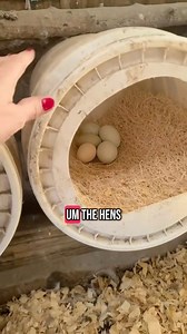 14K views · 131 reactions | Using 5-gallon buckets as nesting boxes is an excellent, cost-effective DIY project that provides cozy, private, and easily cleanable spaces for hens讀 #chickens #chickencoop #diy #diyprojects #homestead | Gardening With Deea | Facebook