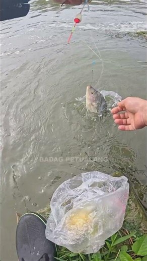 UMPAN TURUN LANGSUNG MAKAN #SHORTS #FISHING #TRENDING