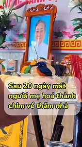 7.6K views · 105K reactions | Được biết đây là loài chim mẹ bạn nữ thíc khi mẹ bạn còn sống . Cả nhà rất nhớ mẹ .Sau 20 ngày mất thì thấy chú chim này bay vào như thăm ng thân . Có ai muốn kết nối với người thân đã mất không ? #songthuyngu #learnonreels #phongthuy #chiase #kienthuc | Song Thủy Ngư | Facebook