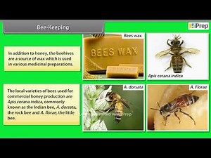 Bee Keeping | Improvement in Food Resources | Science | Class 9th | iPrep