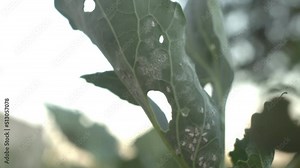 Pests On Cabbage Leaves. Fight With The Larvae. Natural Farming