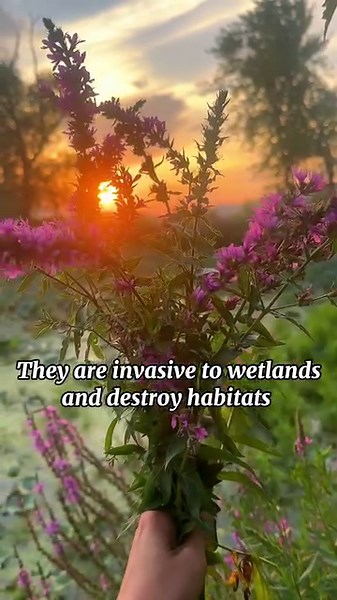 Purple loosestrife is an invasive wetland plant that is beautiful, but dangerous. Imported in the 1800s from Europe to use for ornamental purposes in gardens and landscaping. This plant blooms from June to September and due to its long flowering season, this plant has the ability to produce millions of seeds each year. In addition to seeds, purple loosestrife can also produce vegetatively by sending up shoots from the root systems. The underground stems can grow up to a foot each growing season.