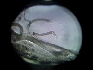 Skeletal Muscle Cell Contraction 1 1