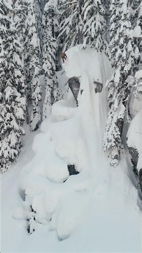 Massive Cliff to Pillow Drop Backcountry Snowboarding #mountains