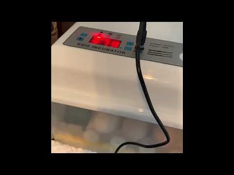 24 egg incubator review & instructions
