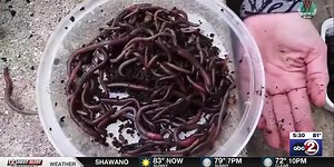 Invasive jumping worms confirmed in Door County