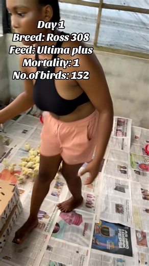 Starting My Poultry Journey with Ross 308