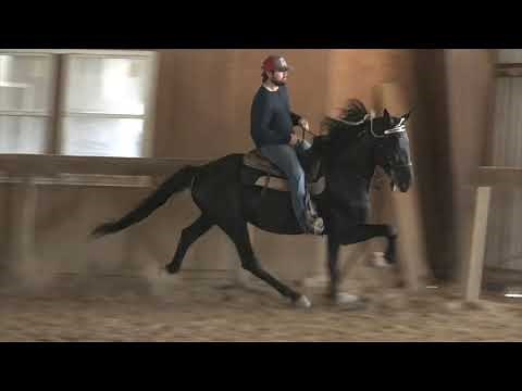 Elite Champion Keg Shod Speed Racking Stallion D'JANGO - Jacob Parks Horsemanship
