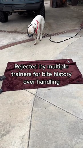 Dogs displaying aggression/fear/anxiety/resource guarding need behavior modification. It isnt just positive reinforcement, it doesnt require adding unpleasant consequences or special expensive training collars, it requires an education. Regardless of what tools are or arent banned in dog training, we won’t make real progress until we reauire trainers to be educted. #dogtraining #dogtrainer #tiktokdogtrainer #behaviormodification #fearfreedogtraining #dogaggression #dogtrainingtips #dogtrainingad