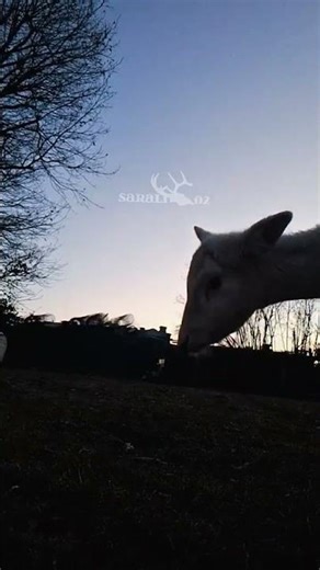 Sonnenuntergang #therian #therians #therianthropy #horse #furry #nature #fursuit #dance #otherpaw