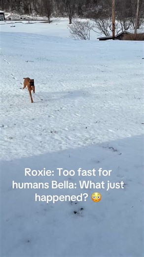 Dog's Zoomies Take an Unexpected Leap